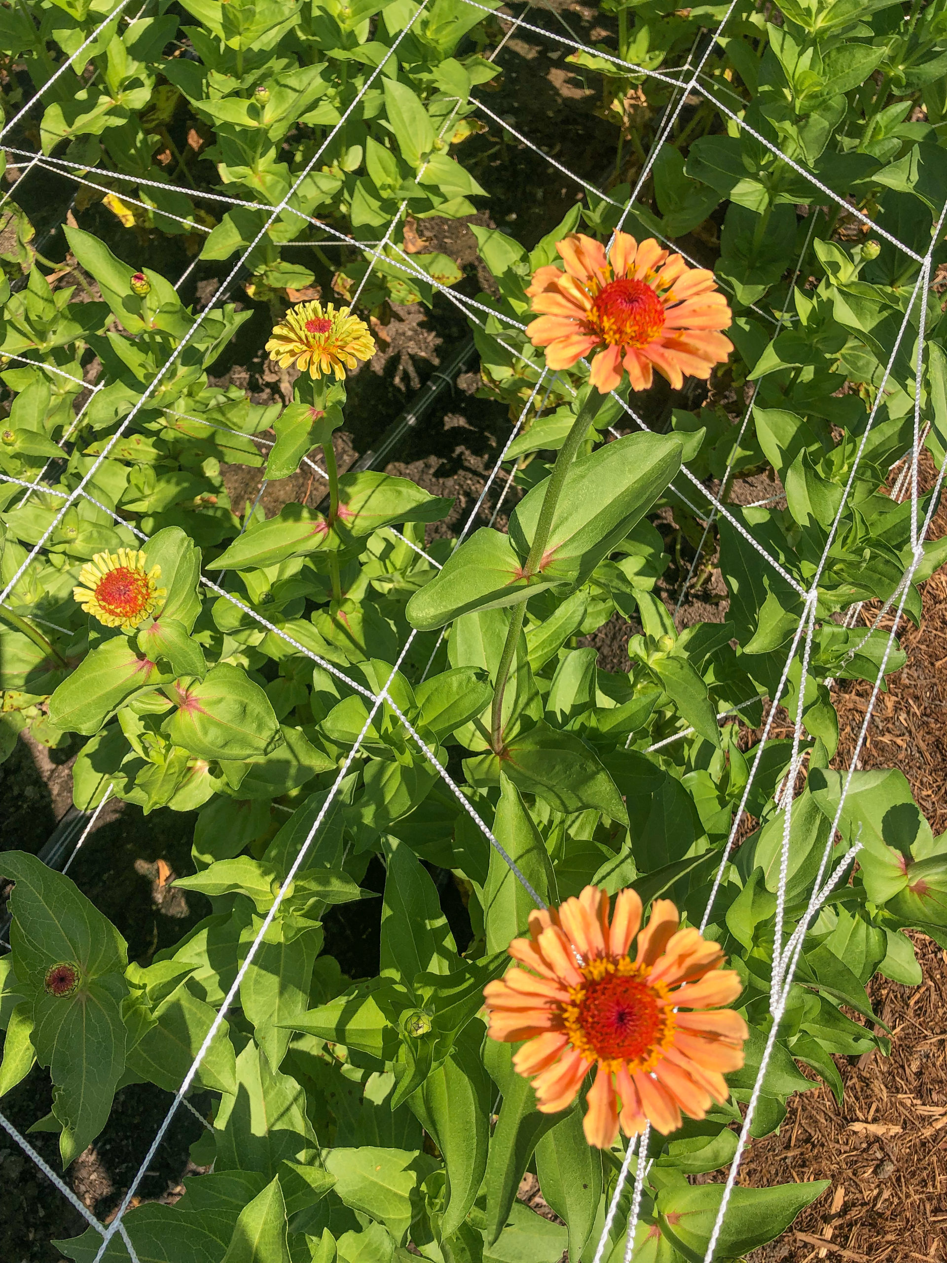 Our Farm